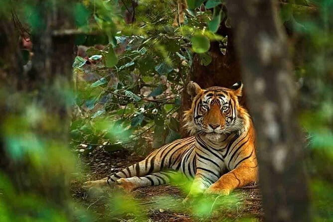 4 Days Golden Triangle Tour with Ranthambore Tigers Safari - Understanding the Price and Value