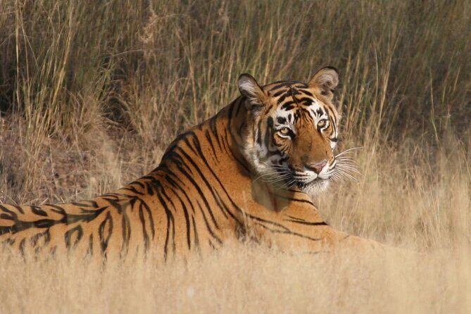 4 Days: Jaipur, Ranthambore Tigers & Taj Mahal Tour From Jaipur With Delhi Drop - Day Two: Into Rajasthan’s Wilderness at Ranthambore