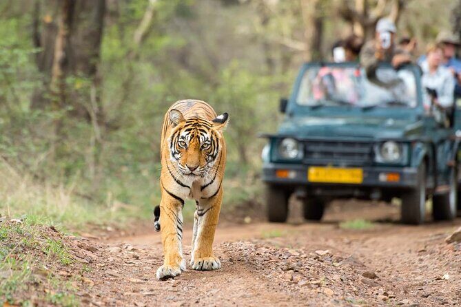 4 Days: Ranthambore, Jodhpur, Udaipur Tour From Jaipur With Hotel - What Travelers Can Expect