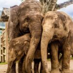 4 Days Tour of Chiang Mai and Chiang Rai - Who Is This Tour For?