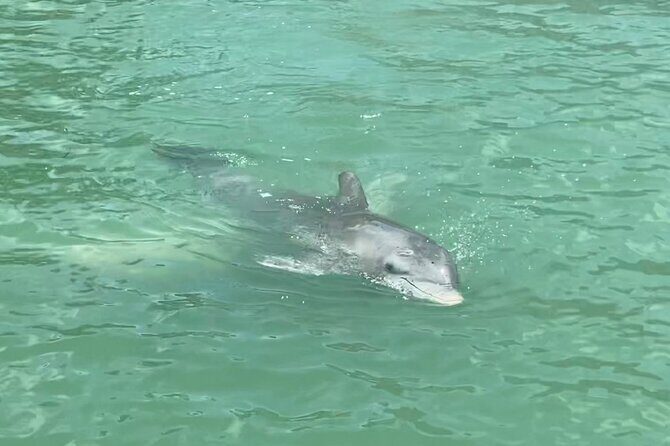 4 Hour Dolphin and Sandbar Cruise - The Experience of a Private Tour
