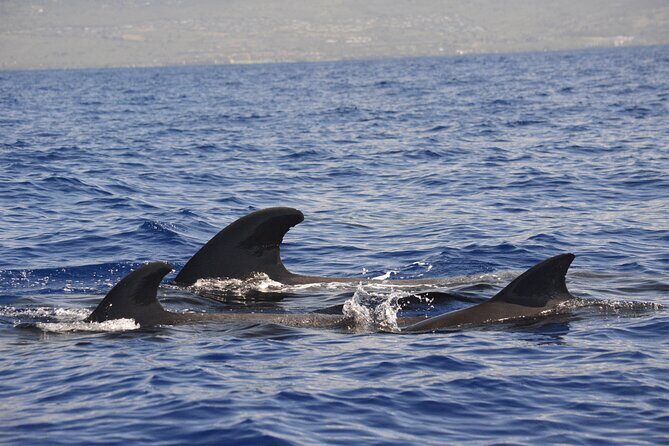 4-Hour Kona Private Charter - What Is the 4-Hour Kona Private Charter All About?