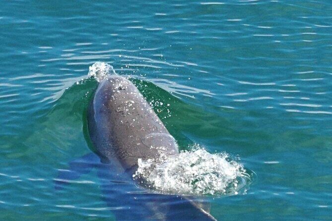 4 Hour Pensacola Beach Excursion with Snorkeling and Swimming - An In-Depth Look at the Experience