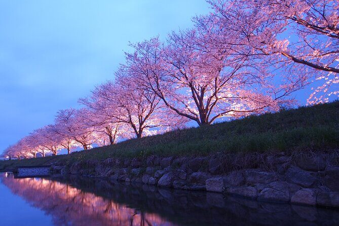 4 Hour Private Cherry Blossom "Sakura" Experience in Nagasaki - Authenticity and Traveler Feedback