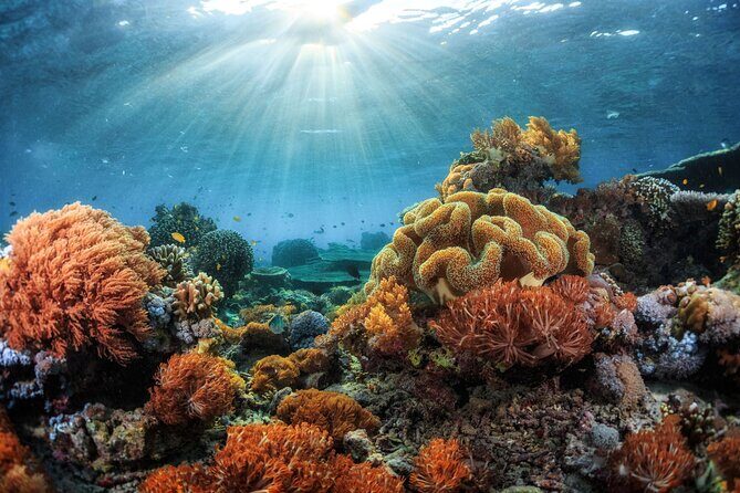 4 Hour Private Snorkeling Tour in Kona - The Experience: A Deep Dive into the Tour Itinerary