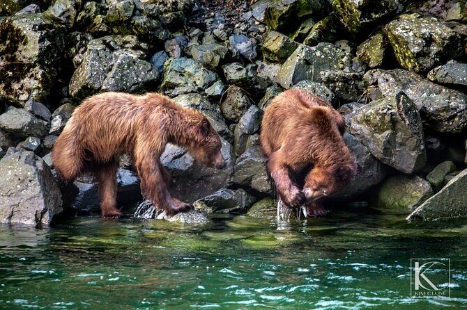 4 hours Haines Chilkoot Wilderness and Wildlife Tour - Realistic Expectations and Practical Tips