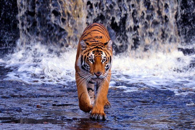 5 Day Golden Triangle with Ranthambore (Taj Mahal Sunset/Sunrise) - Authentic Experiences and Practical Details