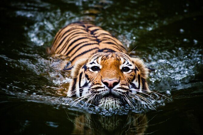 5 Day Golden Triangle with Ranthambore Tigers-Taj Sunrise/Sunset - Authentic Experiences and Practical Details