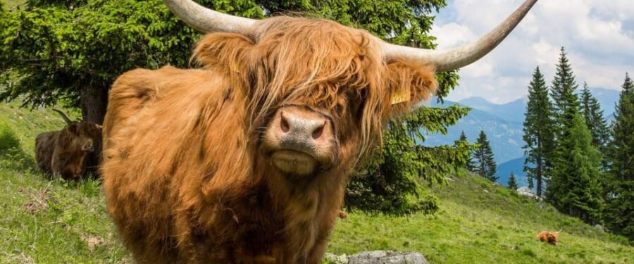 5 Day Orkney Islands and North Coast 500 Tour from Edinburgh - FAQ
