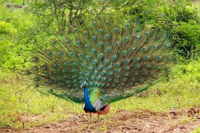5 Days - Private Wildlife Photography Tour with Unique Accommodation options - A Detailed Look at the 5-Day Wildlife Photography Tour in Sri Lanka