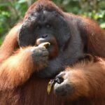 5 Days Truly Orangutan Wildlife Jungle Trail - A Deep Dive into the 5-Day Orangutan Jungle Trail
