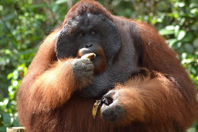 5 Days Truly Orangutan Wildlife Jungle Trail - A Deep Dive into the 5-Day Orangutan Jungle Trail