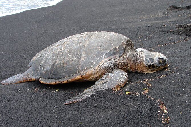 5 Hour Custom Private Tour of Hawaii - A Deep Dive into the 5-Hour Private Tour of Hilo