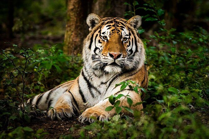 5 Nights 6 Days Private Golden Triangle Tour with Ranthambore - What Makes This Tour Valuable?
