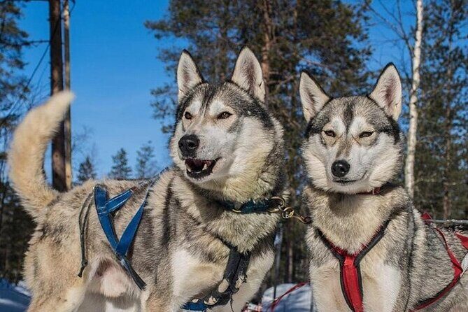 5KM Husky Sled Ride from Levi - Authenticity and Value