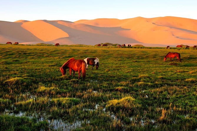 6 Days Color of Gobi Desert - Why This Tour Delivers Value