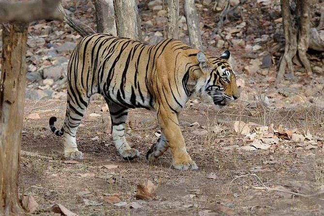 6 Days Golden Triangle Tour with Ranthambore: Delhi Agra Jaipur Ranthambore Tour - Who This Tour Is Best For