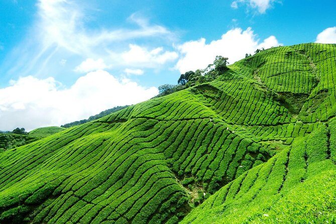 6 Days Sri Lanka Private Heritage Tour - The Practicalities and Value