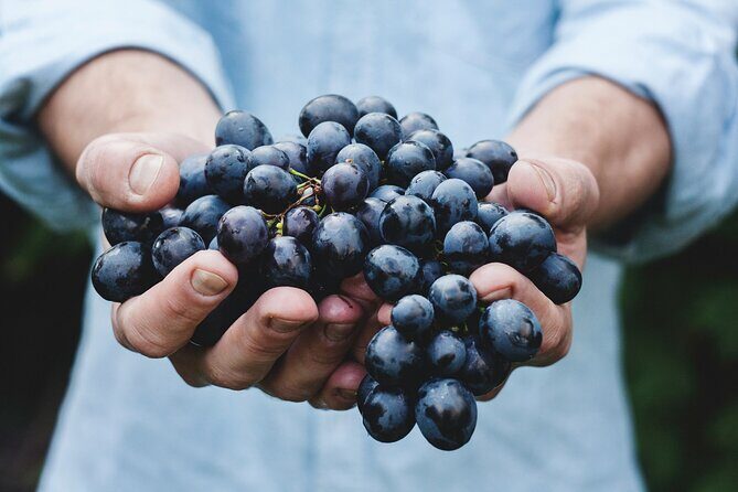 6 Hour Custom Napa or Sonoma Private Wine Tour - Who Is This Tour Best For?