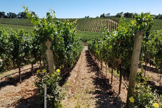 6 Hour Private Wine Country Tour (Sedan, SUV or Limo) - The Vineyard Visits and Scenic Highlights