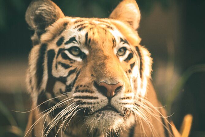 7 Day Golden Triangle with Ranthambore Tiger Tour. - Who Should Consider This Tour?