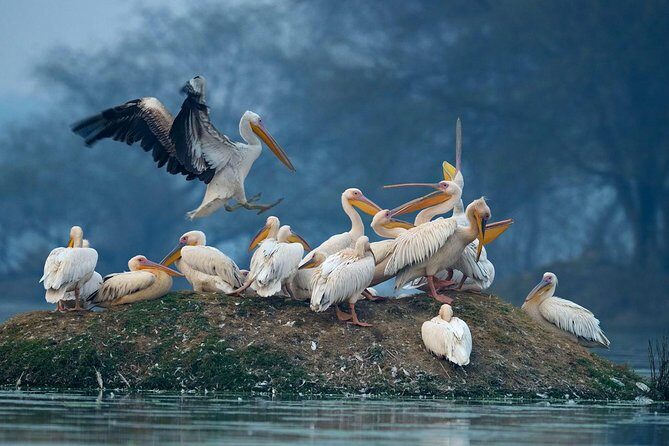 7-Day Private Golden Triangle Tour - Forts Palaces and Wildlife Sanctuary - Authentic Experiences and Practical Insights