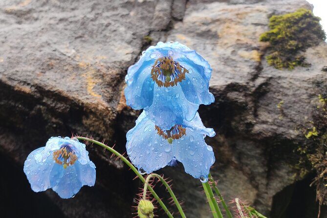 7 Day Tour to Valley of Flowers and Auli Hiking Adventure - Evaluating the Experience: What Works Well