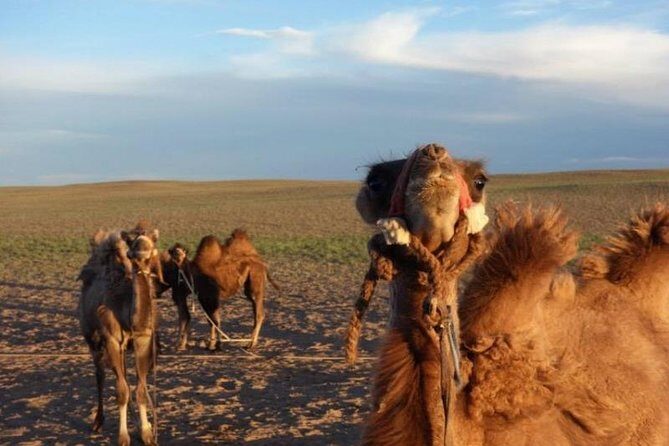 7 days Central Mongolia and Great Gobi - Who Will Love This Tour?