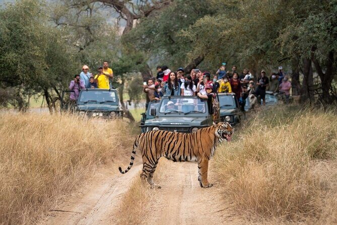 7 Days Golden Triangle Tour & Ranthambore Tiger Safari - What We Loved and What to Consider