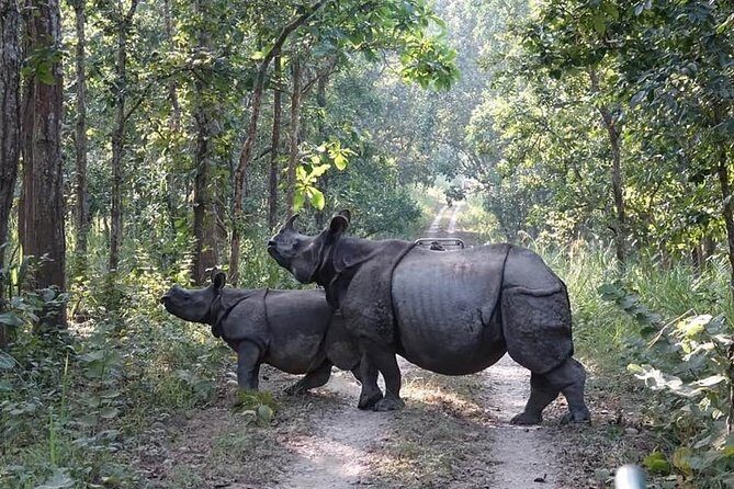7 Days Kathmandu,Pokhara ,Chitwan and Lumbini Tour - Who Will Love This Tour?