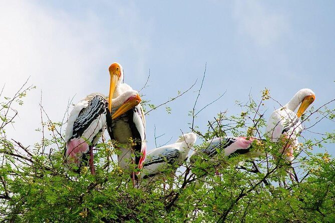 7 - Days Private Golden Triangle Tour with Bird Sanctuary - Exploring the Itinerary in Detail