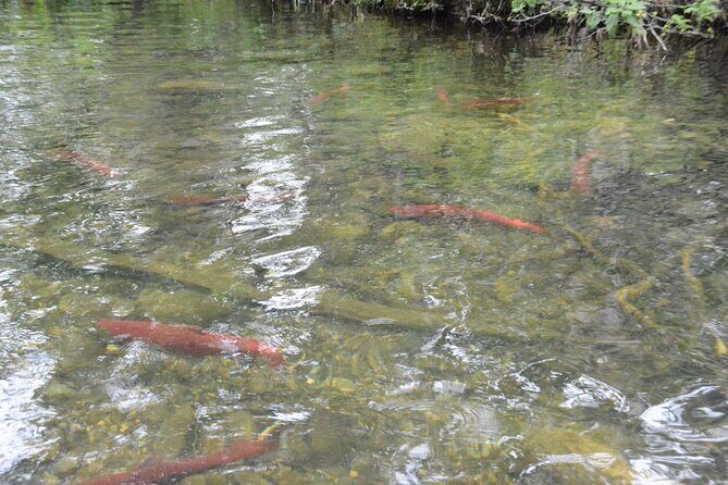 7 Mile Canoe Trail Tour - What to Expect on the Water