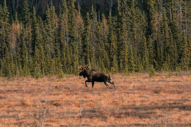 8-12 Hour Private Arctic Circle Experience in Alaska with Lunch - A Detailed Look at the Arctic Circle Tour
