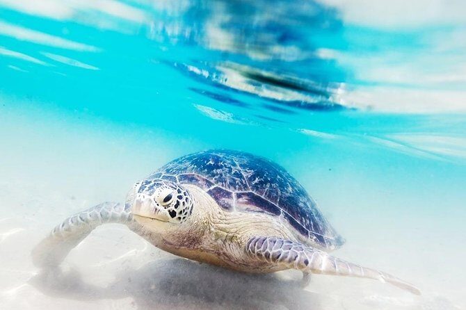 8 Day Private Sri Lanka Tour: Safari, Whale Watching & More - Authentic Experiences and What You’ll Love