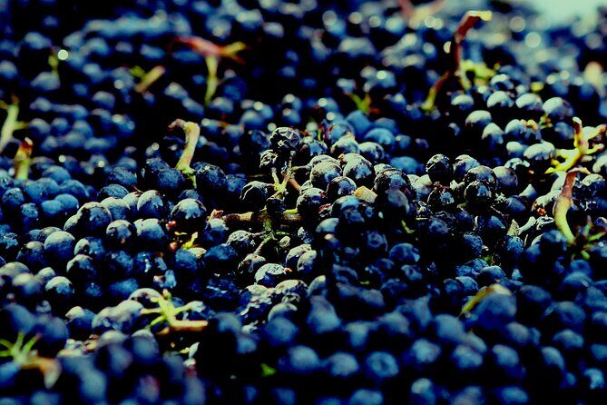 8 Hour Private Tour in Wine Country from San Francisco - The Practicalities and Logistics
