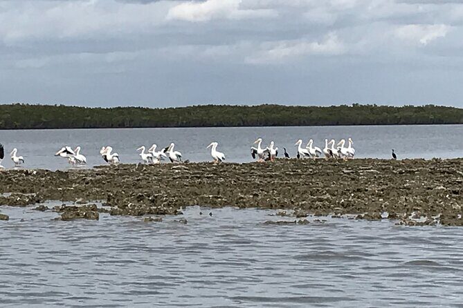 90-Minute Guided Eco Airboat Tour in Homosassa - Who Should Consider This Tour?