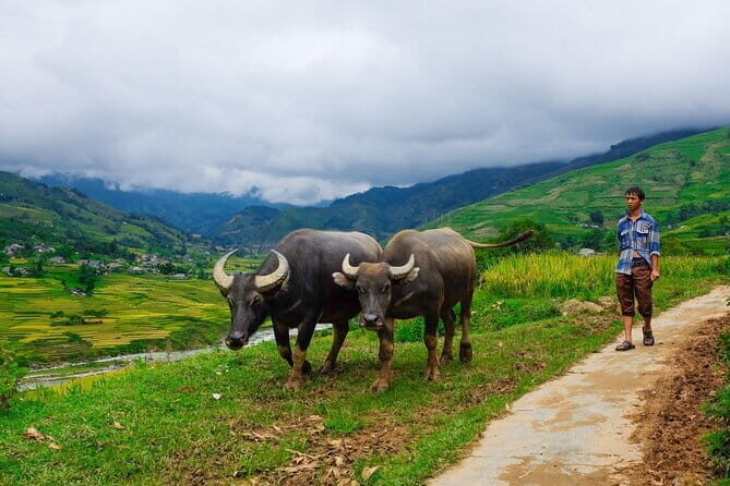 A day Trek to Rice Field in LaoChai-Tavan village-MuongHoa valley - The Scenic and Cultural Highlights