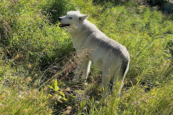 A Guided Alaskan Escape: Wildlife Sanctuary and Glacier Hiking - Analyzing the Value and Reliability