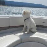 A Local's Favorite Hike in Big Bear with Lake Swimming Experience - Relaxing on the Boat and Lunch Options