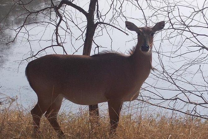 A Two Night Ranthambore National Park From Jaipur By Private Transfer - What Makes This Tour Stand Out?