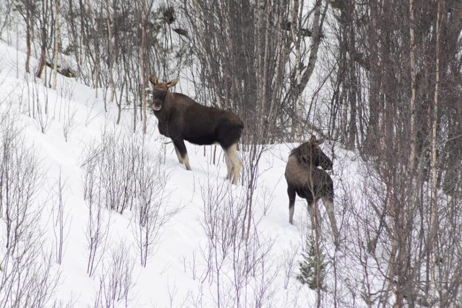 Abisko: Snowmobile Sightseeing Tour - The Itinerary in Detail