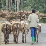 Addis Ababa +Mount Entoto View Point,Museums Palace Market Tours - Getting to Mount Entoto