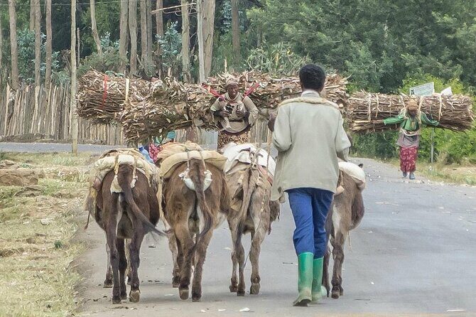 Addis Ababa +Mount Entoto View Point,Museums Palace Market Tours - Getting to Mount Entoto