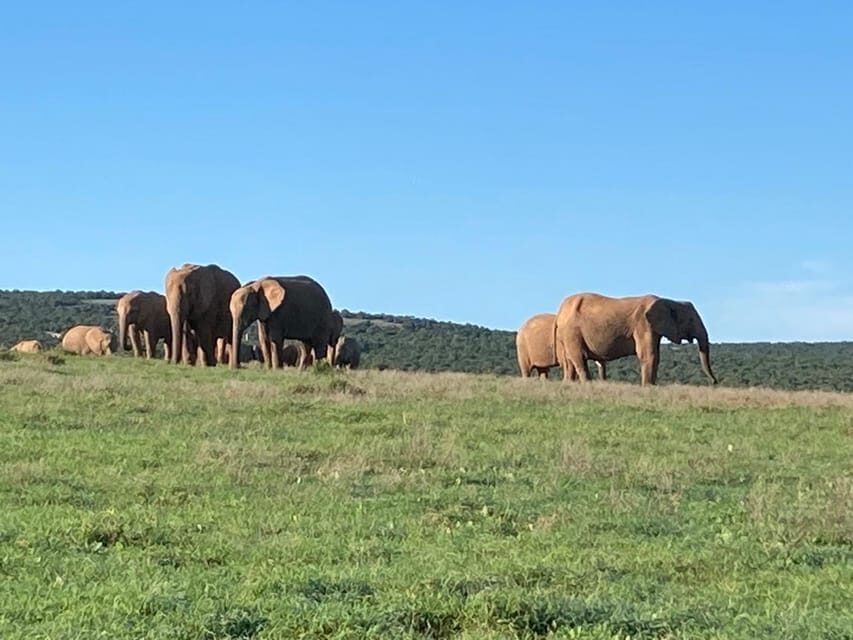 Addo Elephant Full Day Safari / Shore Excursions with BBQ - Who Should Consider This Tour?