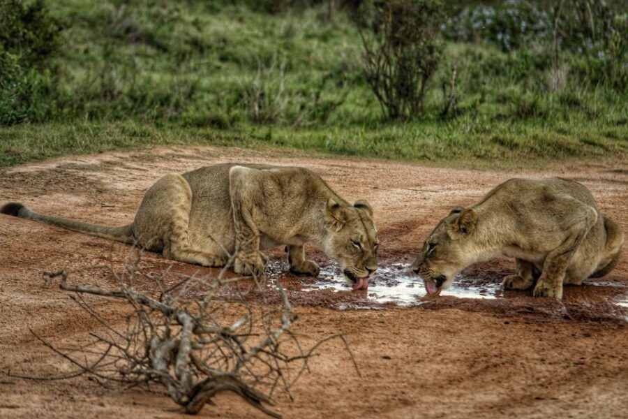 Addo Elephant National Park All Inclusive Full-Day Safari - What Makes This Safari Stand Out?
