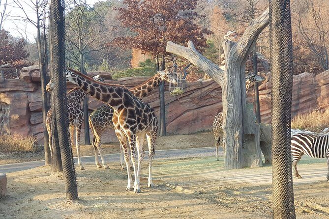 Admission to Everland Theme Park with Transport from Seoul - How to Get the Most Out of Your Day Trip