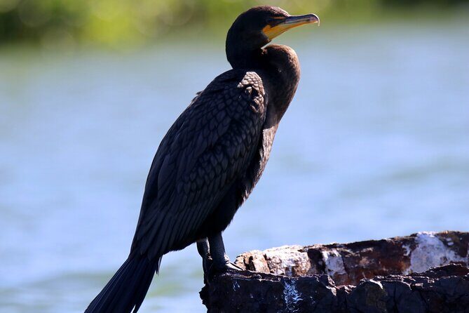 Adventure and Wildlife Watch Kayak Rentals in Sarasota - The Sum Up: Who Should Consider This Kayak Rental?