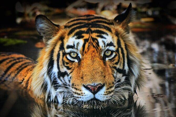 Adventures Ranthambore Wildlife Safari Tour from Delhi with Safari Rides - Remember, nature rewards patience—and a good guide—so keep your expectations realistic, but stay hopeful for a tiger sighting!