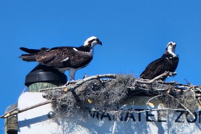 Afternoon Crystal River Ecological Boat Tour - Frequently Asked Questions (FAQs)