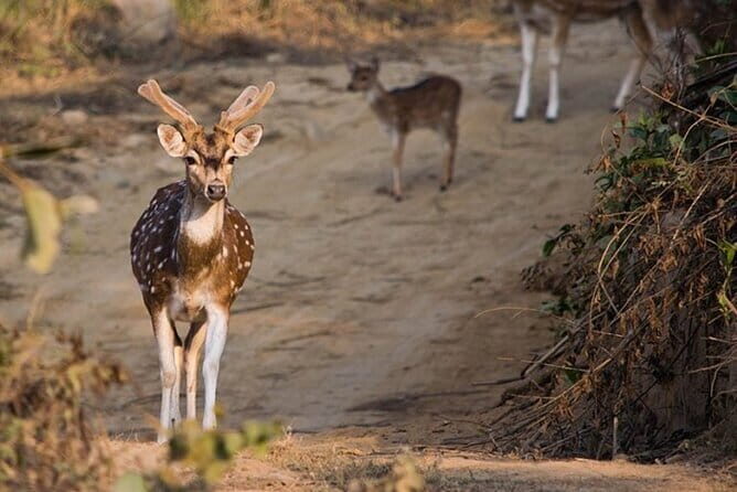 Ahmedabad to Jim Corbett: 3-Day Double Safari Wildlife Tour - What to Expect from the Safari Experience